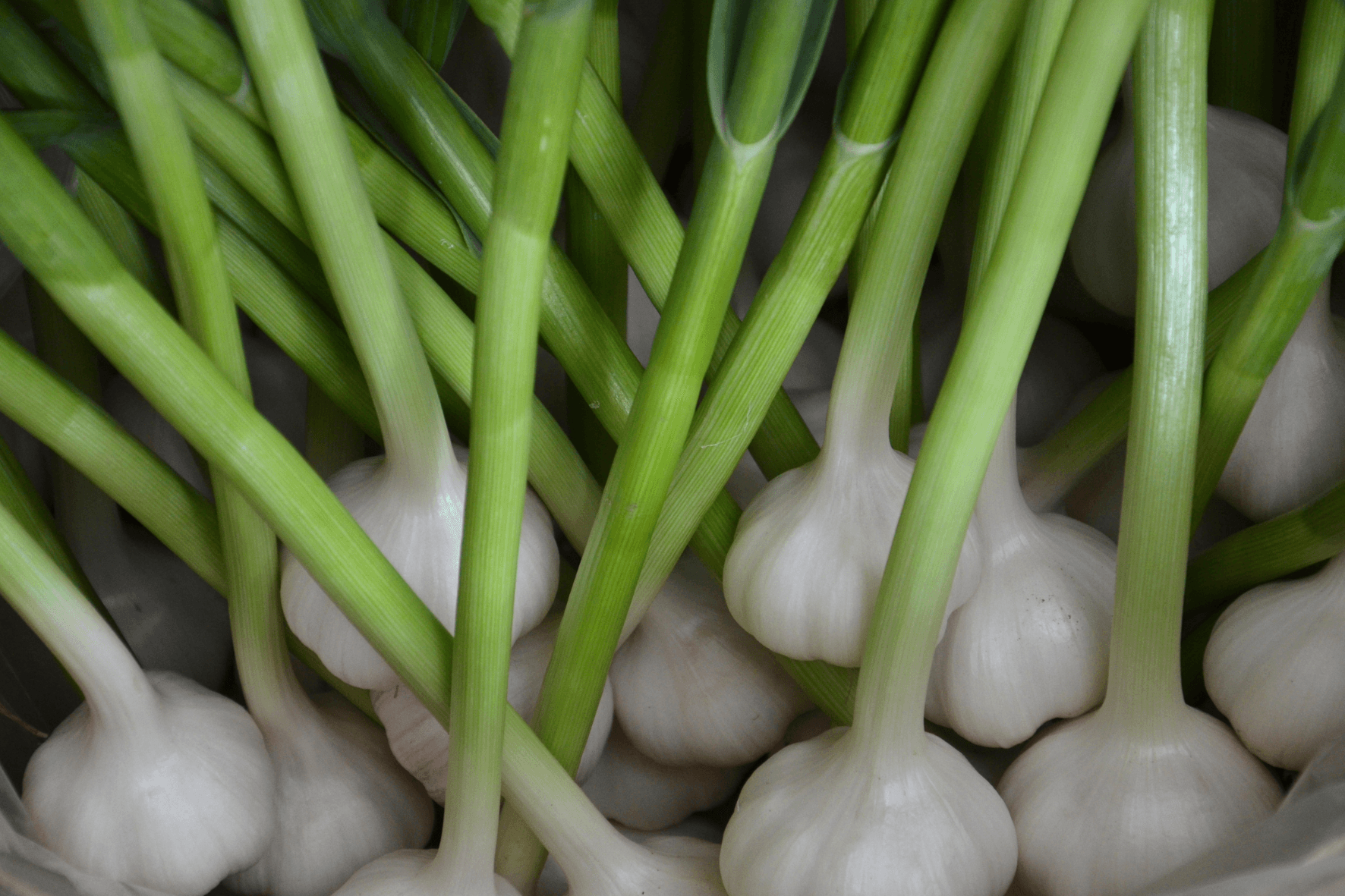 The All-Round Indian Garlic: Culinary and Medicinal Uses - Itra Foundation