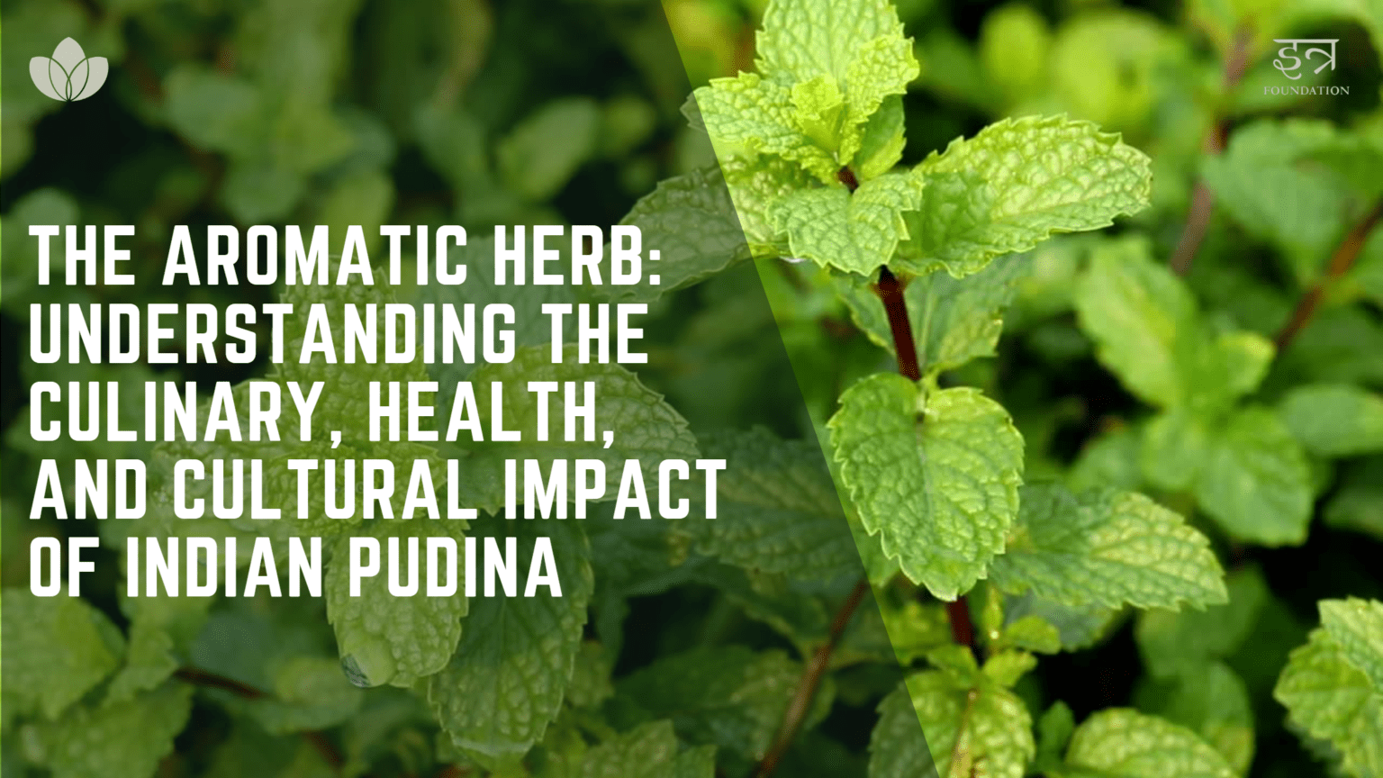 The Aromatic Herb: Understanding the Culinary, Health, and Cultural ...