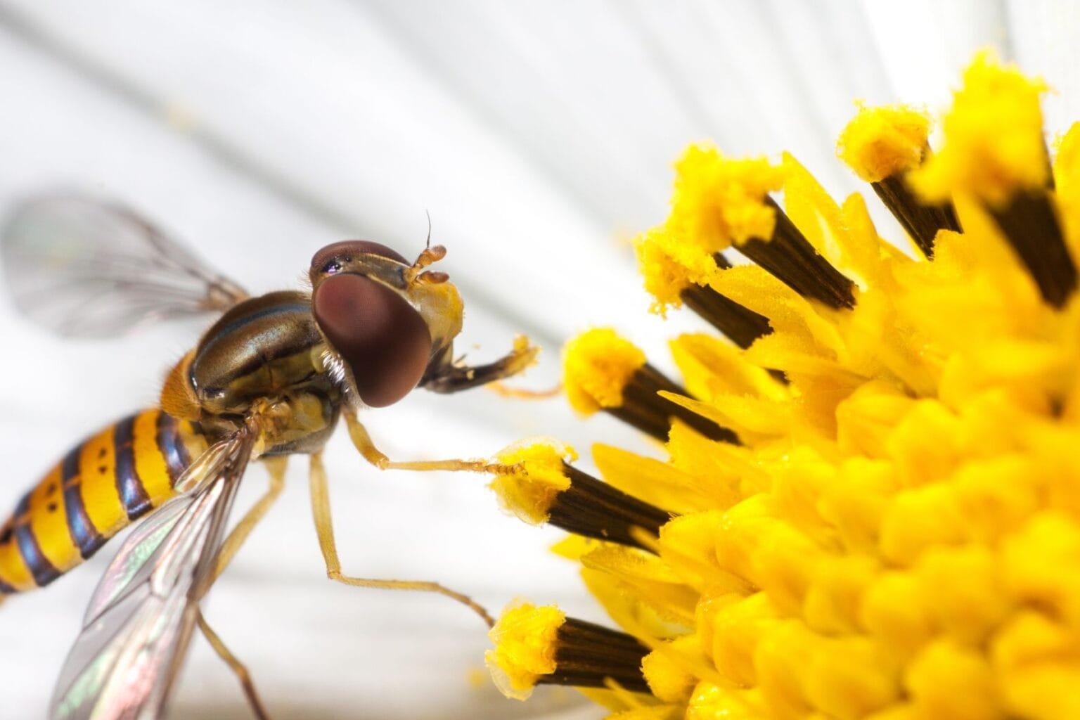 The Buzz About Pollinators: Why We Need Them More Than Ever - Itra ...