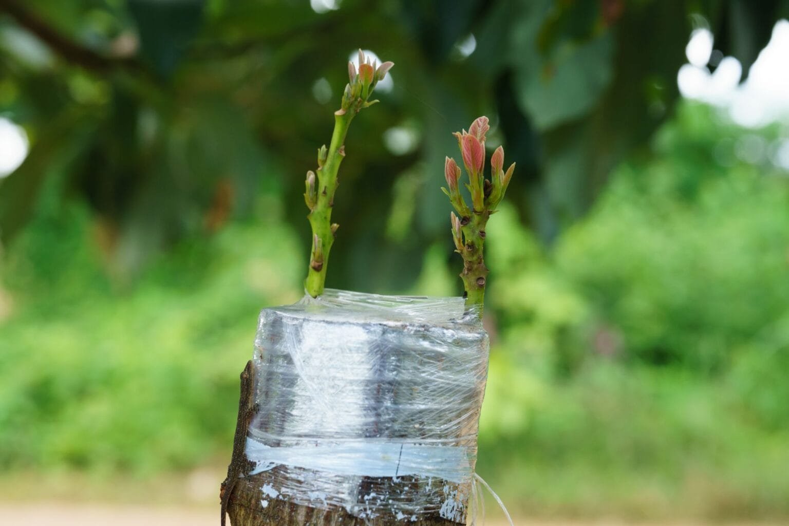 The Art of Plant Propagation: Techniques for Growing Your Garden - Itra ...