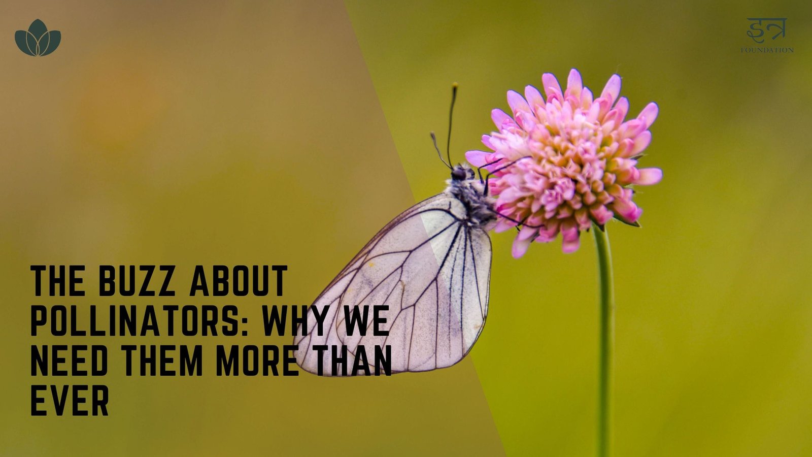The Buzz About Pollinators: Why We Need Them More Than Ever - Itra ...
