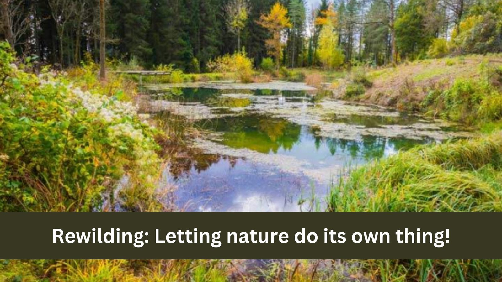 Rewilding: Letting nature do its own thing! - Itra Foundation