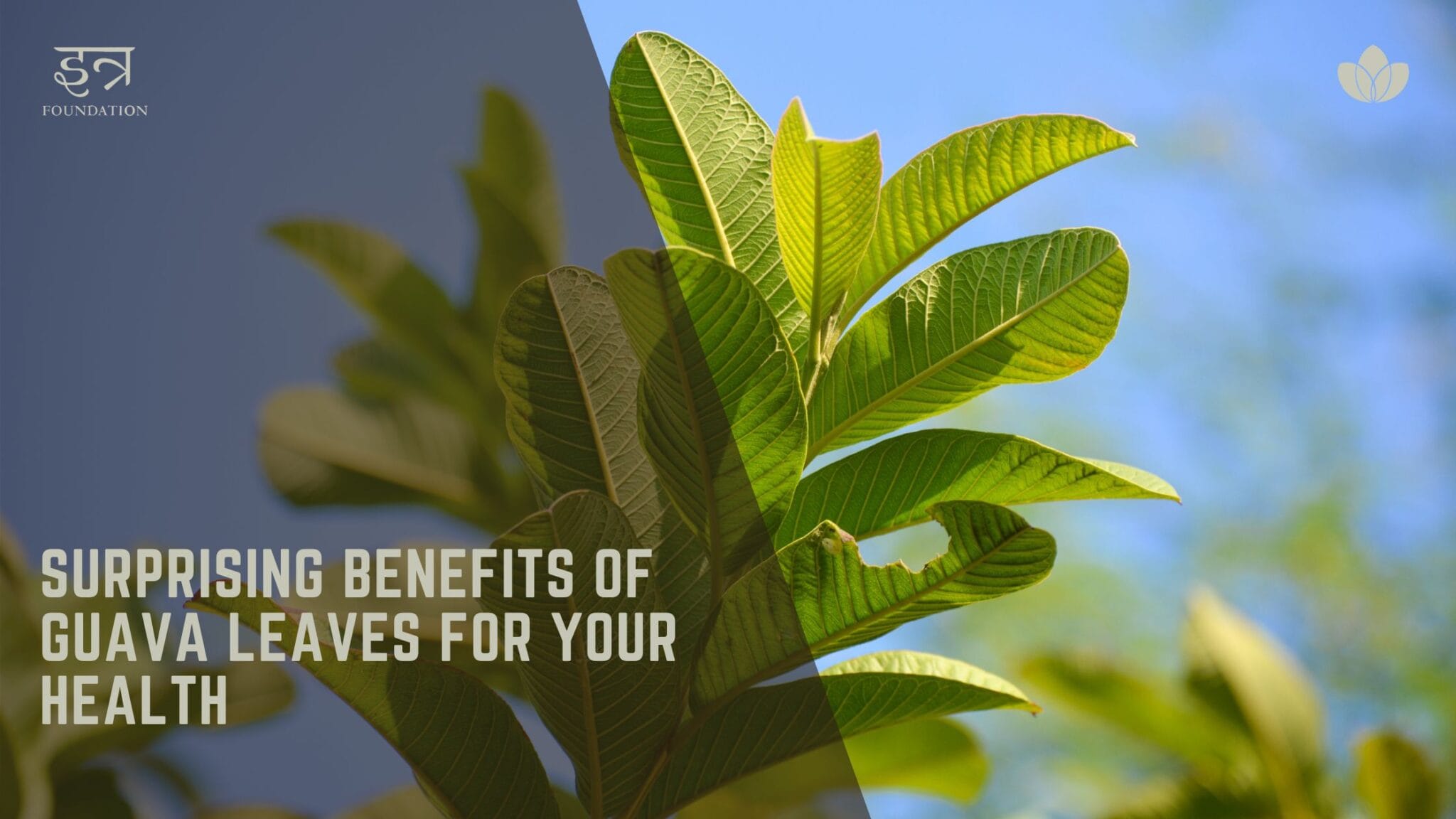 Surprising Benefits of Guava Leaves for Your Health - Itra Foundation
